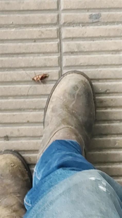 Cockroach Under My Ariat Work Boots