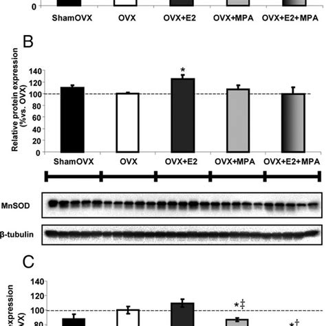 Medroxyprogesterone Acetate Inhibits The E2 Potentiation Of Pdh