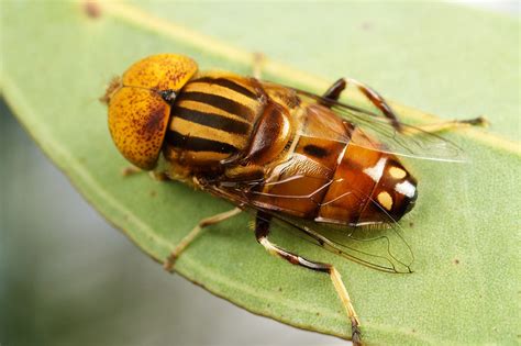 Flies Aussie Bugs