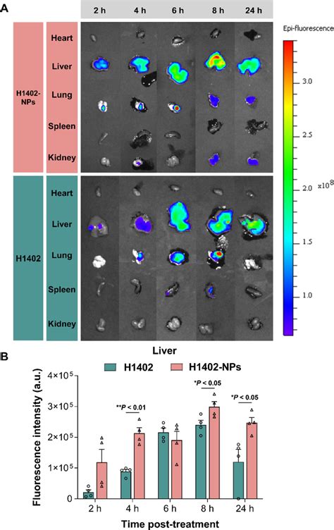 Biodistribution Of Cy5 5 Labeled Free H1402 And H1402 NPs In Mice