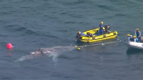 Sick Starving Whale Riddled With Lice Saved From Shark Net