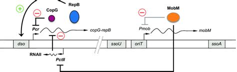 Crosstalk Between The Replication And Mobilization Modules Of Plasmid