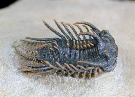 Class Trilobita