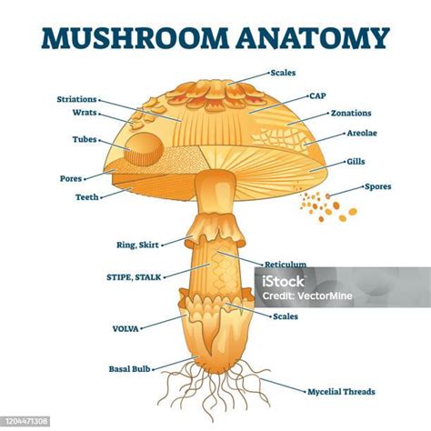 Mushroom Anatomy Labeled Biology Diagram Vector Illustration Stock