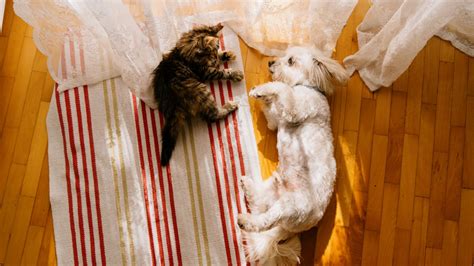Mans Best Friend Or Fighting Like Cats And Dogs How To Encourage Your