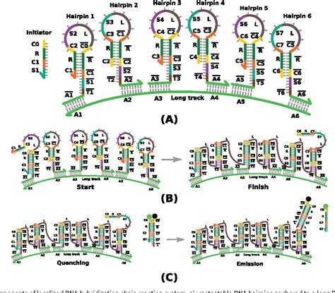 Figure 3 From Design And Analysis Of Localized Dna Hybridization Chain Reactions Semantic Scholar