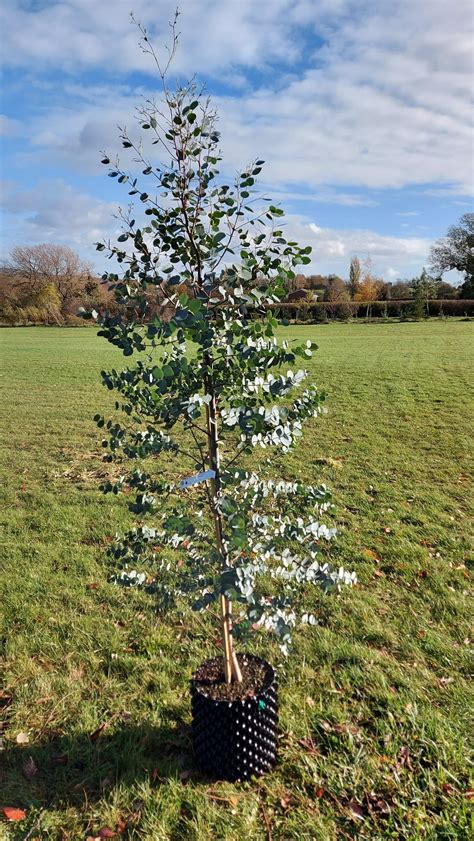 Dwarf Eucalyptus Tree Uk Outlet Shop