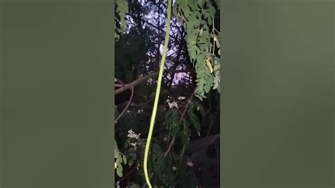 ভগবানের কি অপরূপ সৃষ্টি দেখো😍 Youtube