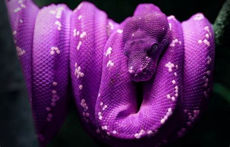 Pink Tree Python