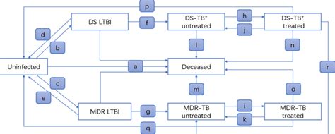 Structure Of The Mathematical Model Ltbi Latent Tuberculosis