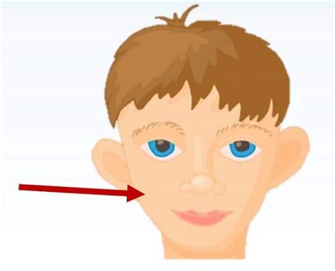Parts Of The Body In English Human Body Parts With Images