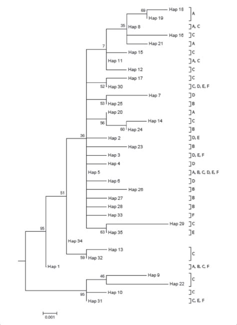 Gene Tree Of P Novemradiatus Haplotypes Constructed Based On Maximum