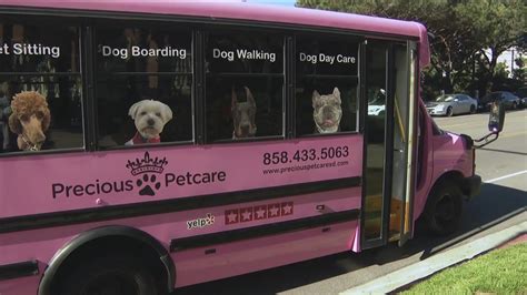 Doggy Daycare San Diego