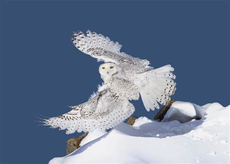 Schnee Eule Bubo Scandiacus Im Steckbrief Merkmale Vorkommen Verhalten Etc