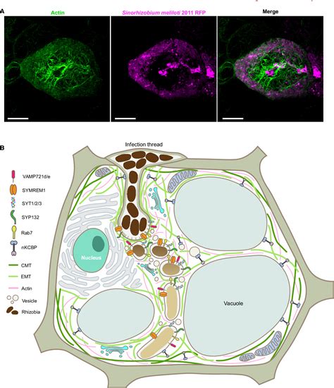 Figure 4 From Cellular Basis Of Legumerhizobium Symbiosis Semantic