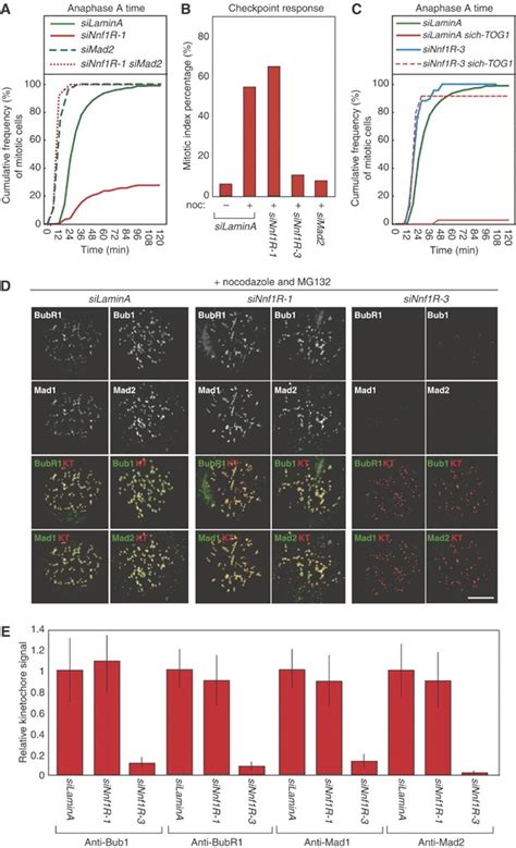 Mcm21r Depletion Causes Chromosome Misalignment Missegregation And