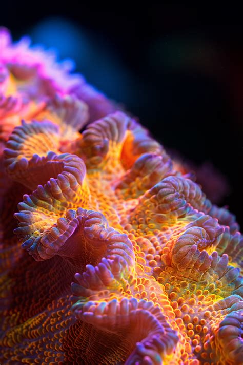 充满活力的珊瑚特写 生物多样性 鲜艳的色彩 生物发光 海洋无脊椎动物 水下景观 Ai图片 渲染 高图网 免费无版权高清图片下载