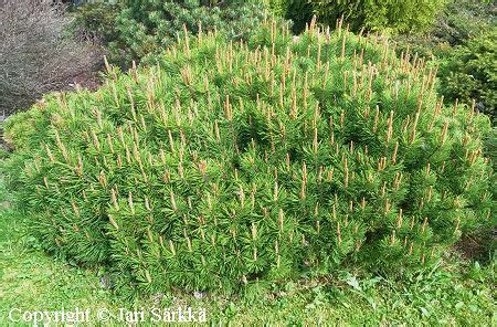 Pinus mugo Pumilio kääpiövuorimänty dvärgbergtall