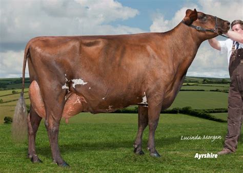 Ayrshire Dairy Cows Dairy Cattle Cattle