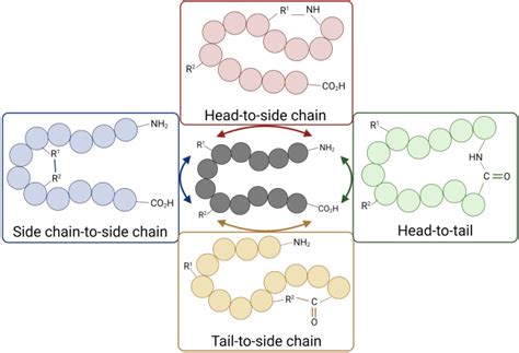 A Review The Antiviral Activity Of Cyclic Peptides Pmc