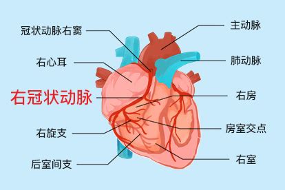 右冠状动脉图片 彩牛养生