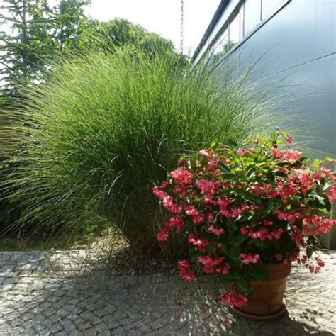 MISCANTHUS GRACILLIMUS - miskant gracillimus, trawa ozdobna ,sadzonki.
