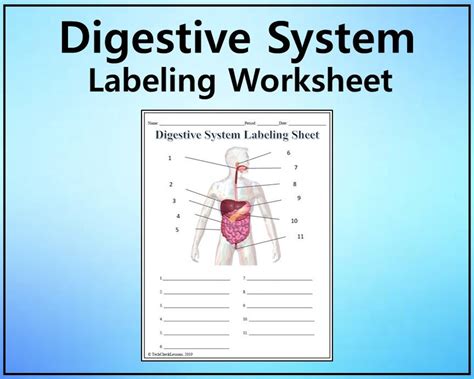Digestive System Labeling Worksheet Science Editable Digital Download