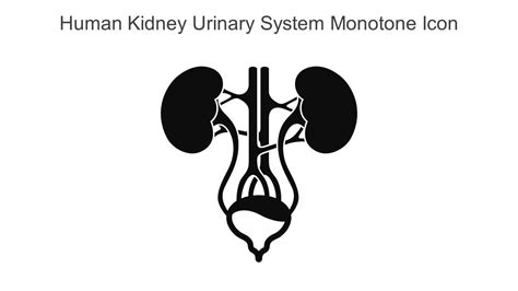 Ppt The Urinary System Structure And Functions Of Nephron Powerpoint