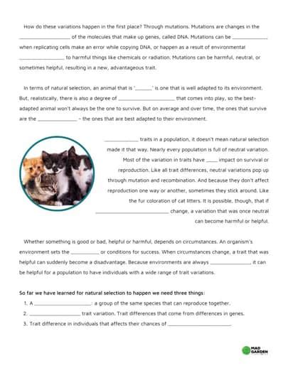 Free Natural Selection Guided Notes Pairs Yt Video Print And Digital