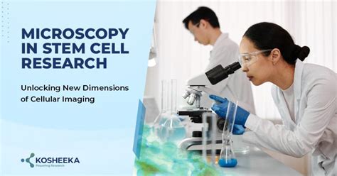 Microscopy In Stem Cell Research 3d Cellular Imaging Research