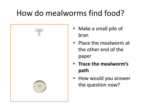 Ppt Exploring Mealworm Behavior And Insect Characteristics Powerpoint