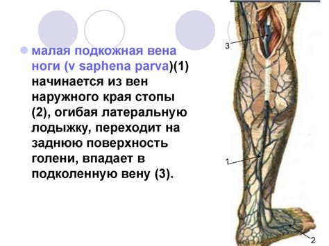 Венозная система Лекция № 19 презентация онлайн
