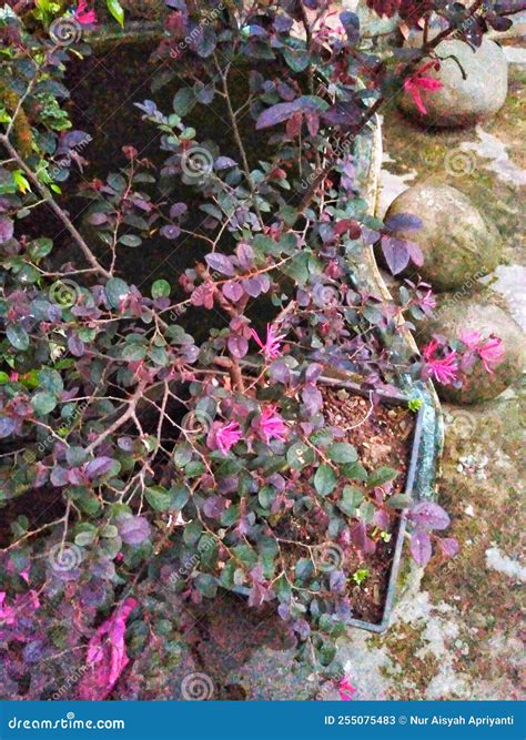 The Color Combination Of Leaves And Flowers Is Very Beautiful Stock