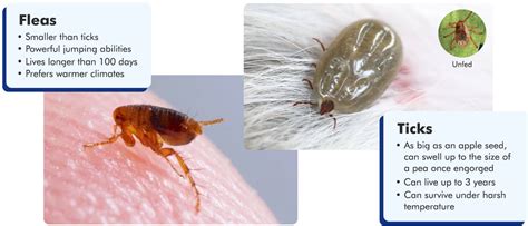 Dealing With Fleas Ticks On Your Pets All That You Need To Know