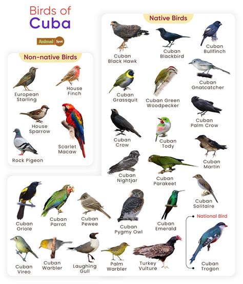 Cuban Birds