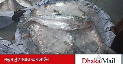 ইলিশের আকার ভেদে পার্থক্য নিরূপণ হচ্ছে ক্রেতার