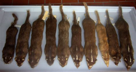 Colour Variation Of The Bornean Ferret Badger Melogale Everetti Shown Download Scientific