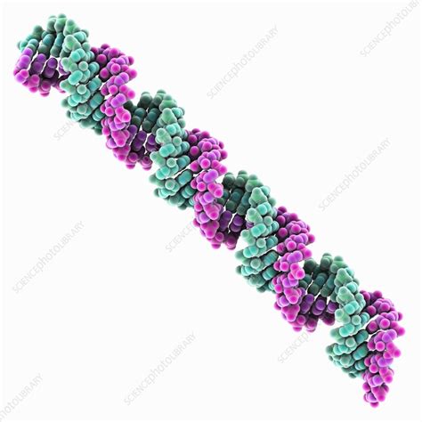 Synthetic Rna Molecular Model Stock Image C057 2720 Science Photo Library