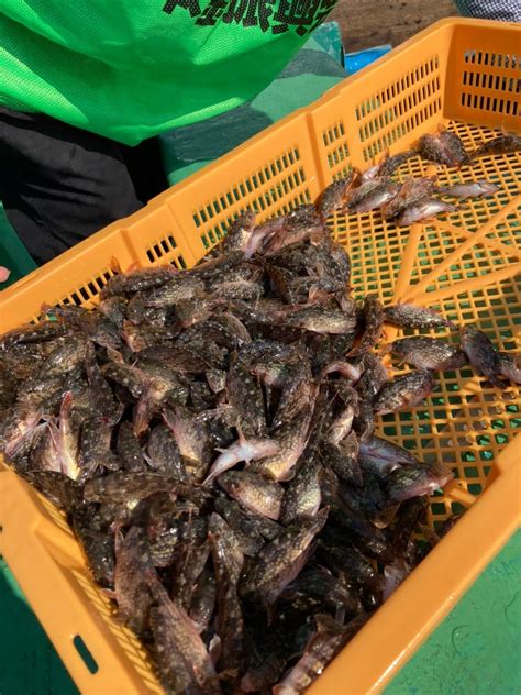 南伊勢町五ヶ所湾にカサゴの稚魚を放流 フィッシング遊