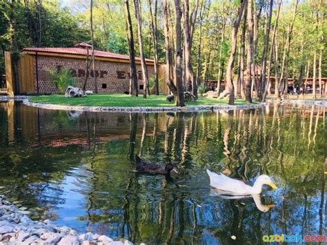 Ormanya Hobİt Evlerİ Ve Kolay DoĞa YÜrÜyÜŞÜ 2