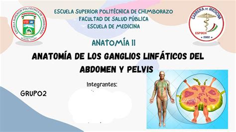 Anatomía De Los Ganglios Linfáticos Del Abdomen Y Pelvis Darlyn