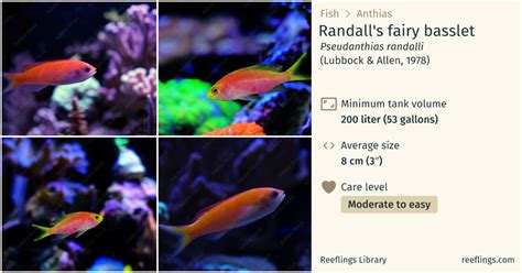 Randalls Anthias Pseudanthias Randalli Complete Care Guide Reeflings