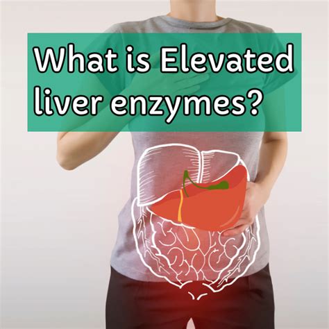 Elevated Liver Enzymes In Liver Cancer At Austin George Blog