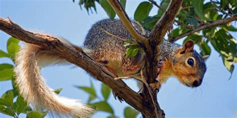 The Strange Story Of The Great Squirrel Stampede Of 1822