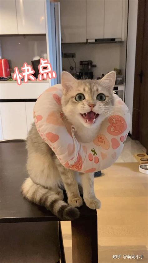 猫咪交配时为啥会发出惨叫声？其实有这几个原因 知乎