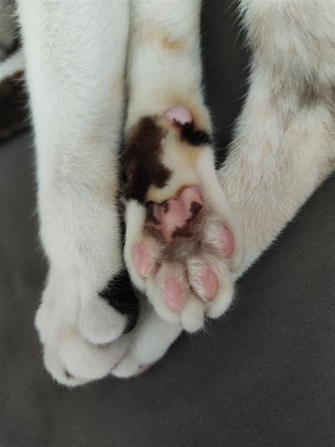 พส On Twitter 🐾