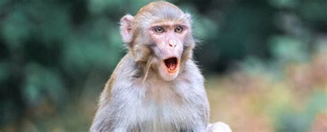 Man Hospitalized With Rare Virus After Monkey Bite In Hong Kong