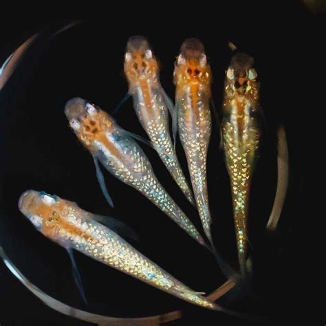 メダカ 忘却の翼 ラメ メダカ 成魚 産卵サイズ 1ペア保証1匹 泳ぐ宝石 超極上 交配 固定率 水槽 お手入れ 厳選種 アクアリウム 隔離