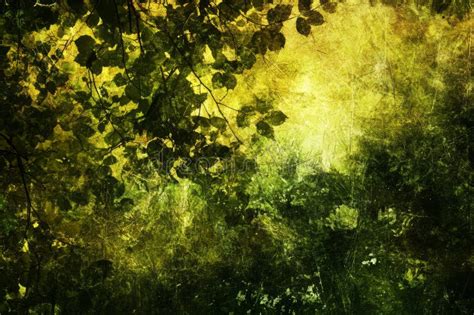 Textured Forest Canopy Dense Green Leaves With Golden Sunlight