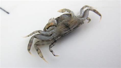 オサガニカニのなかま浦安水辺の生き物図鑑